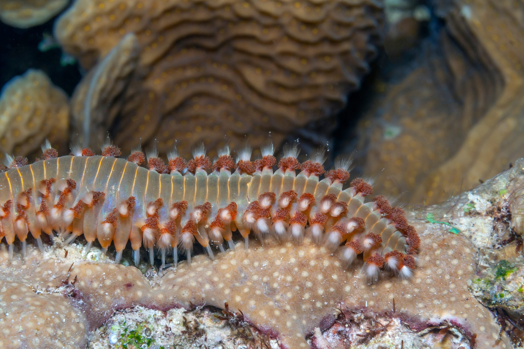 Ancient Sea Creature Holds Human Eye Secret – Health Insight