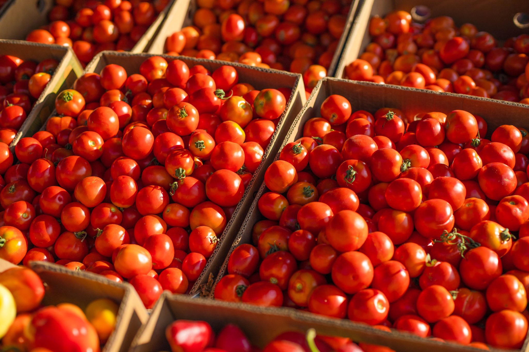 Tomatoes Slash Gum Disease Risk – Health Insight